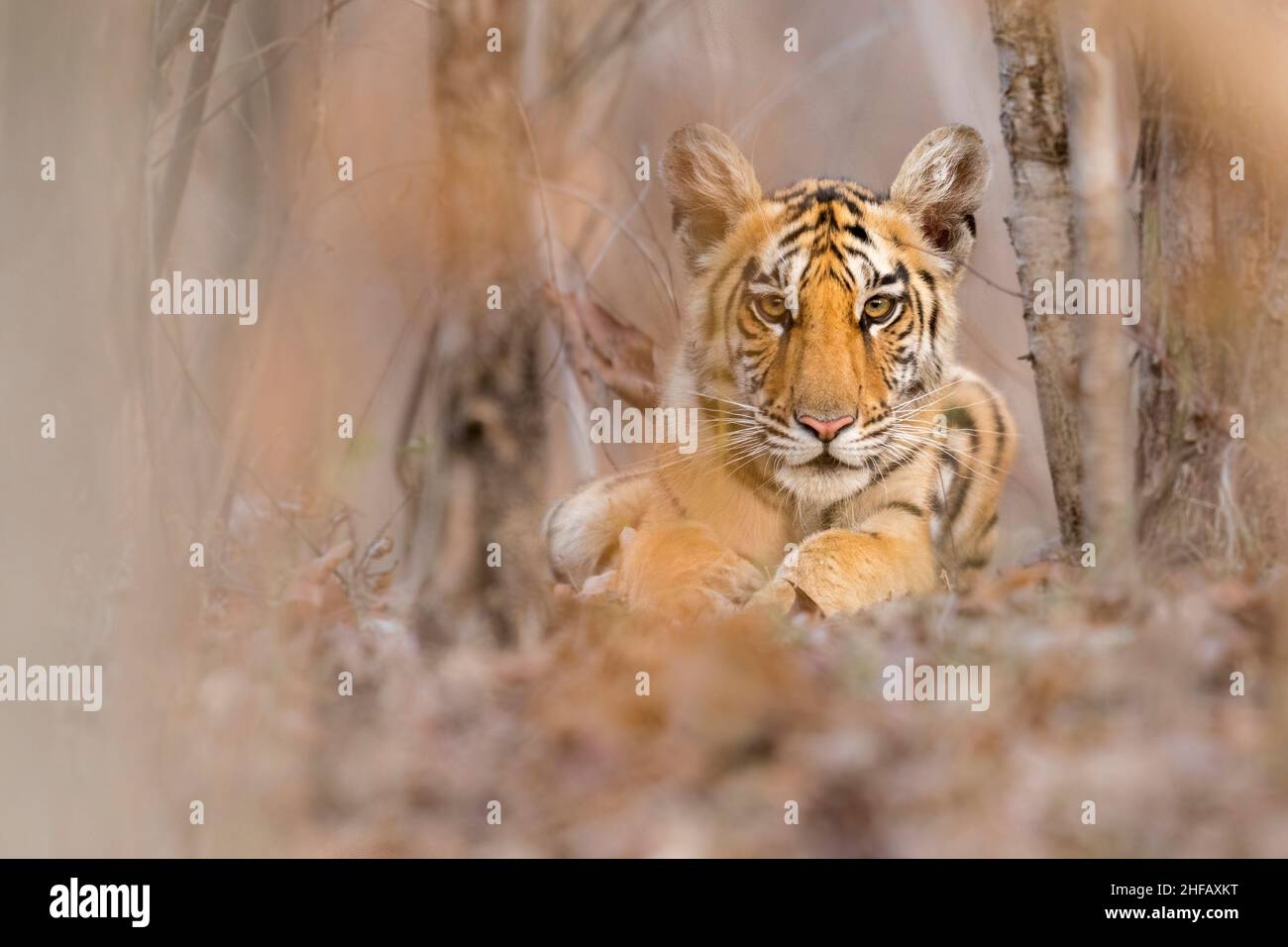 A below eye level image of a tiger cub sitting in a Sal forest Stock ...