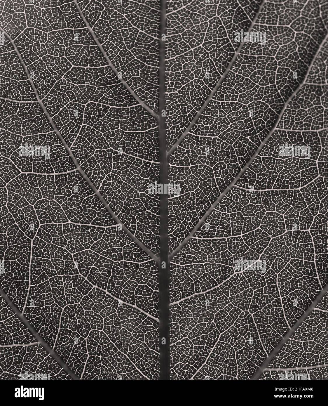 Vein pattern hi-res stock photography and images - Alamy