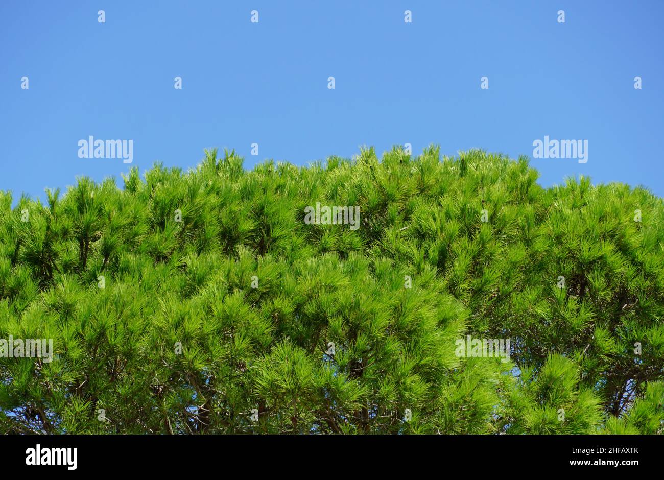 Treetop of evergreen pine or pinus pinaster tree full of green pine ...