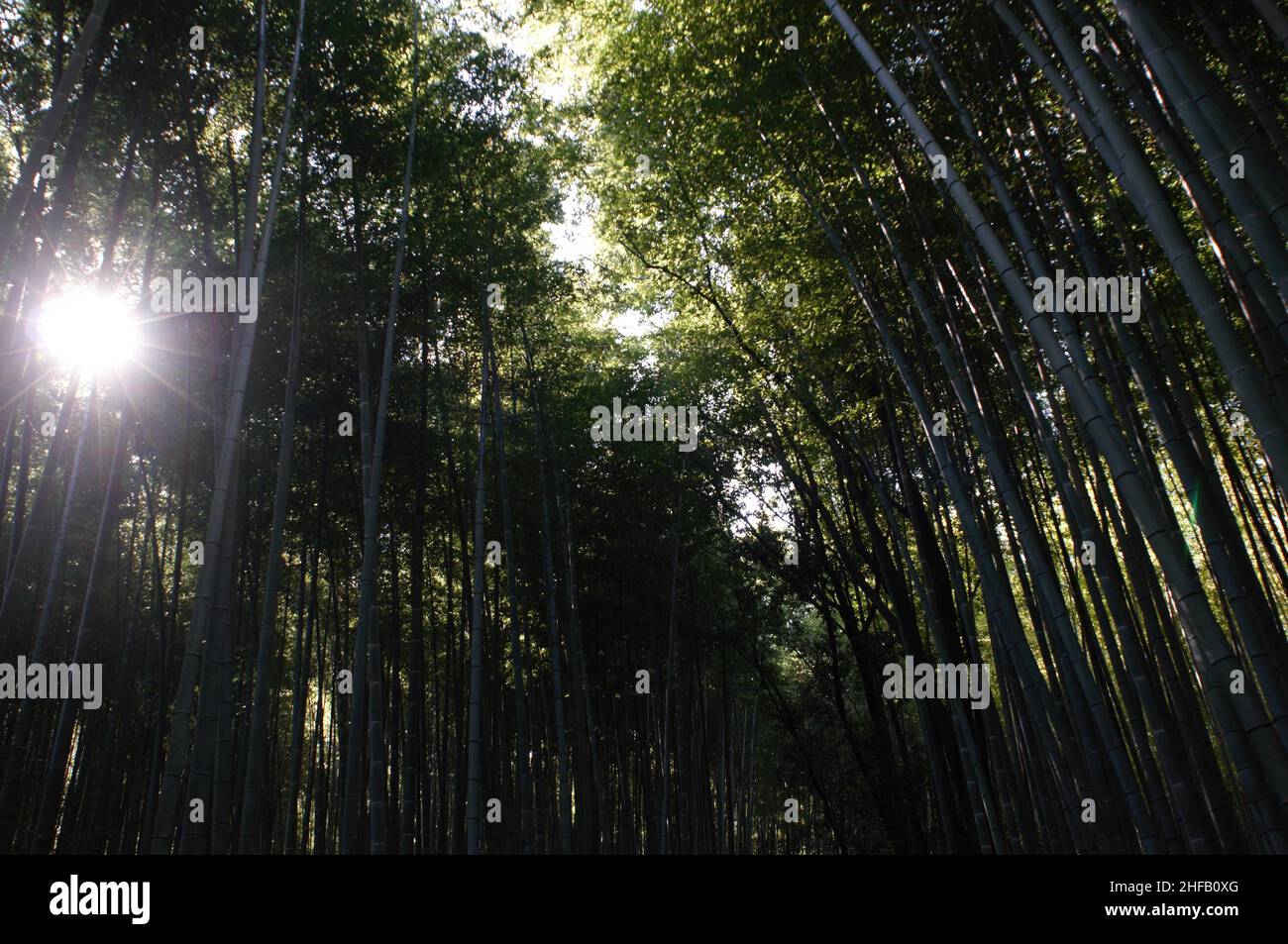 Autumn sun breaking through the bamboo canopy at the Sagano Bamboo ...