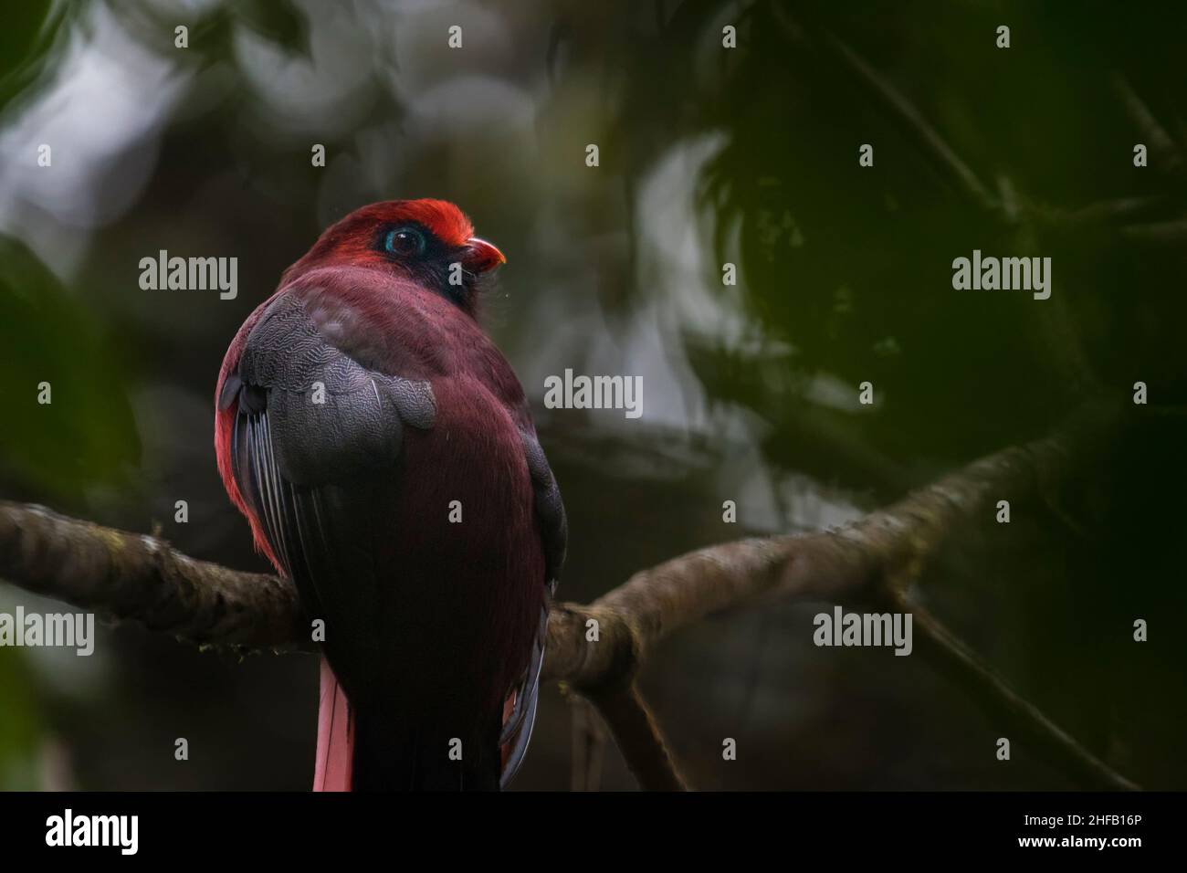 Portrait of a Ward's trogon at Eaglenest Wildlife Sanctuary, Arunachal ...