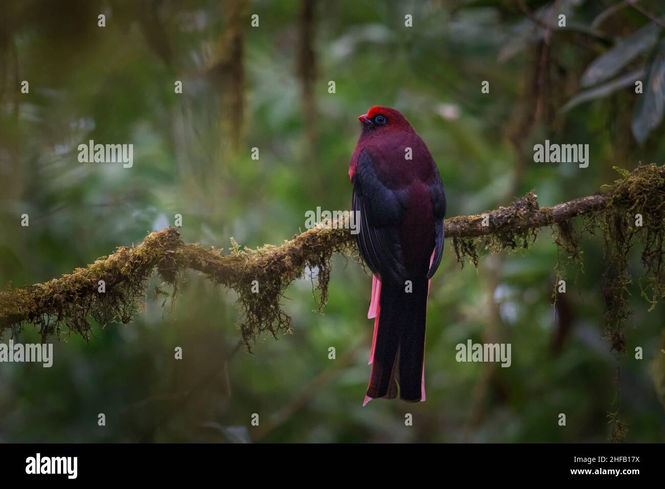 Portrait of a Ward's trogon at Eaglenest Wildlife Sanctuary, Arunachal ...
