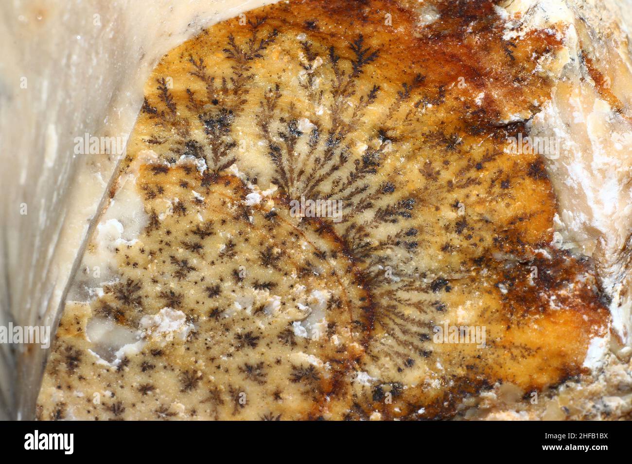 Manganese oxide dendrites growing in a crack of limestone rock close up ...