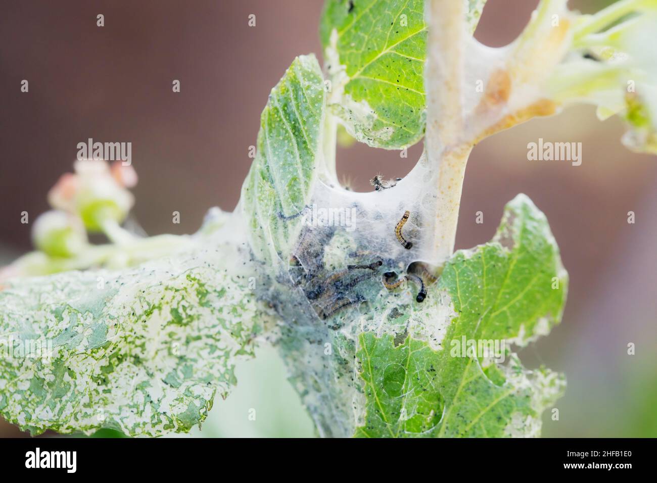 Pest infested crop hi-res stock photography and images - Alamy