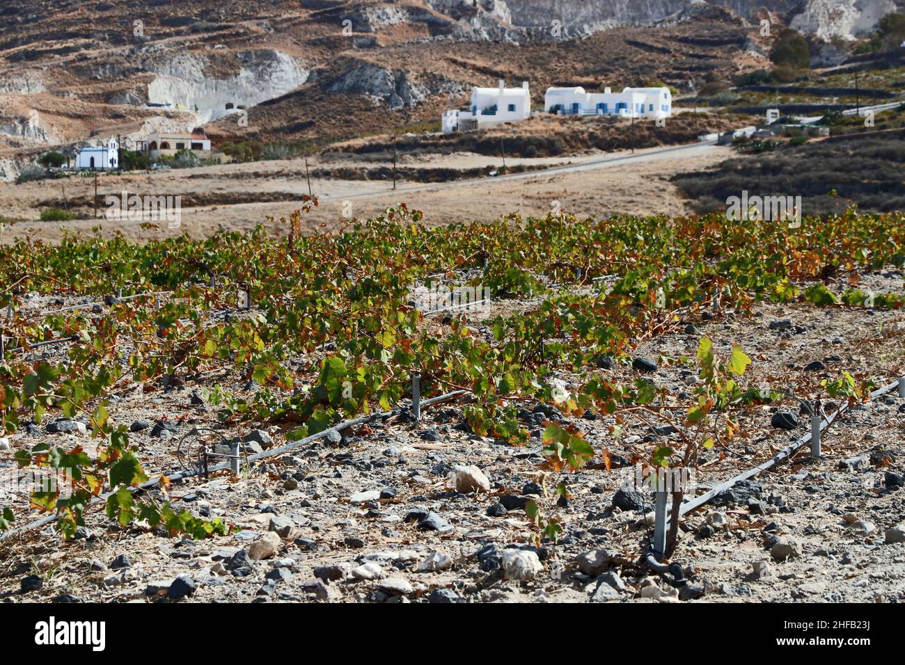 Santorini grape vines hi-res stock photography and images - Alamy