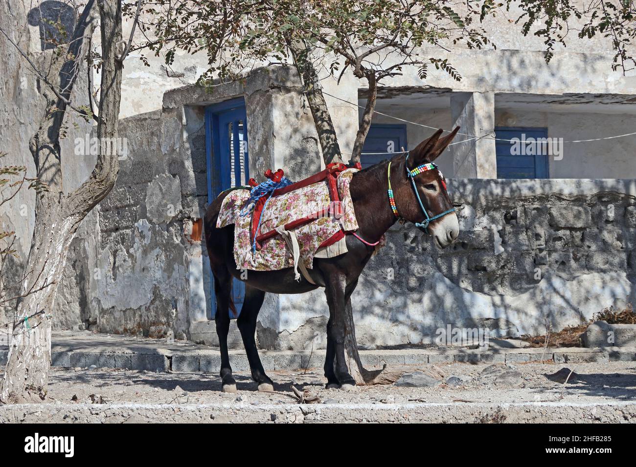 Working Donkey resting under shade of a tree, Pirgos, Santorini Stock ...