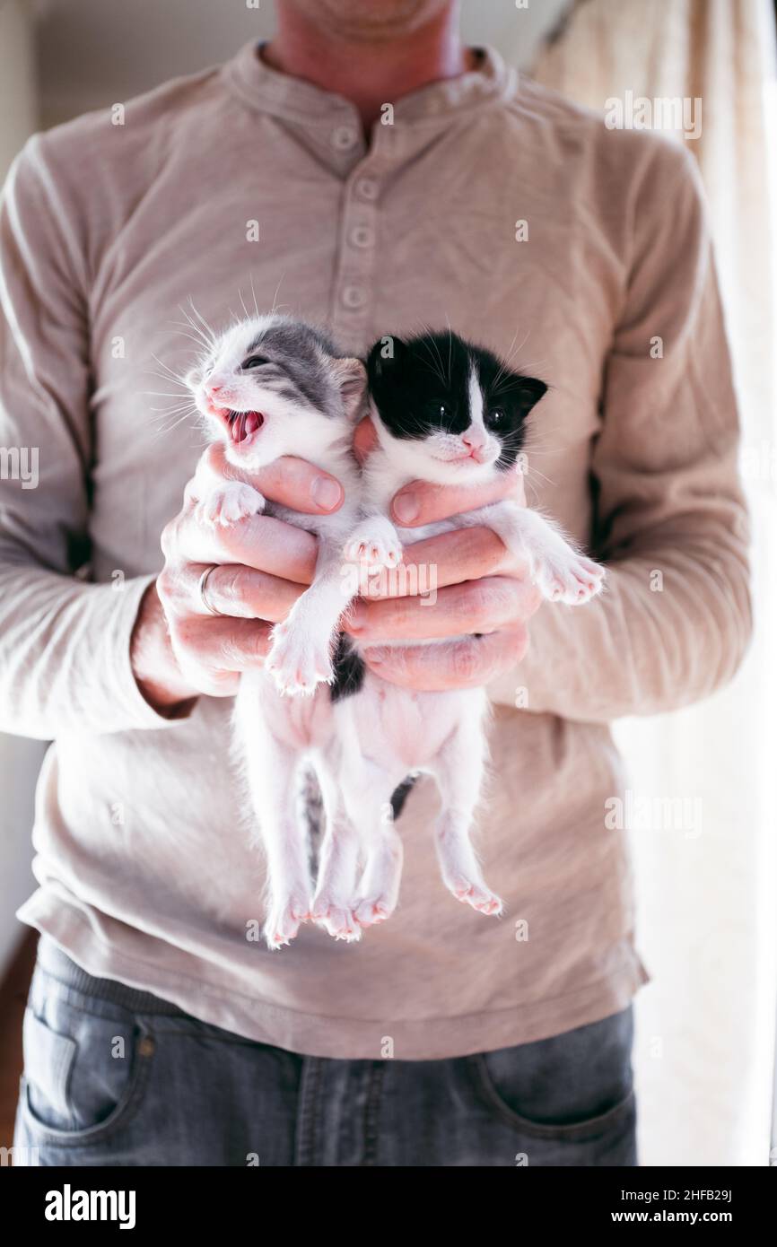 Man holding a kitten hi-res stock photography and images - Alamy