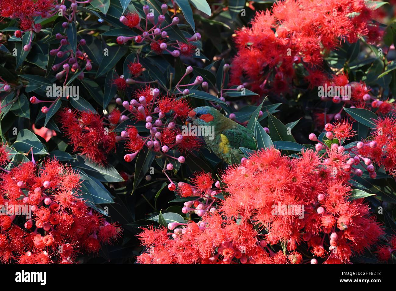 Musk lorikeet amongst leaves and red flowers in a red flowering gum ...