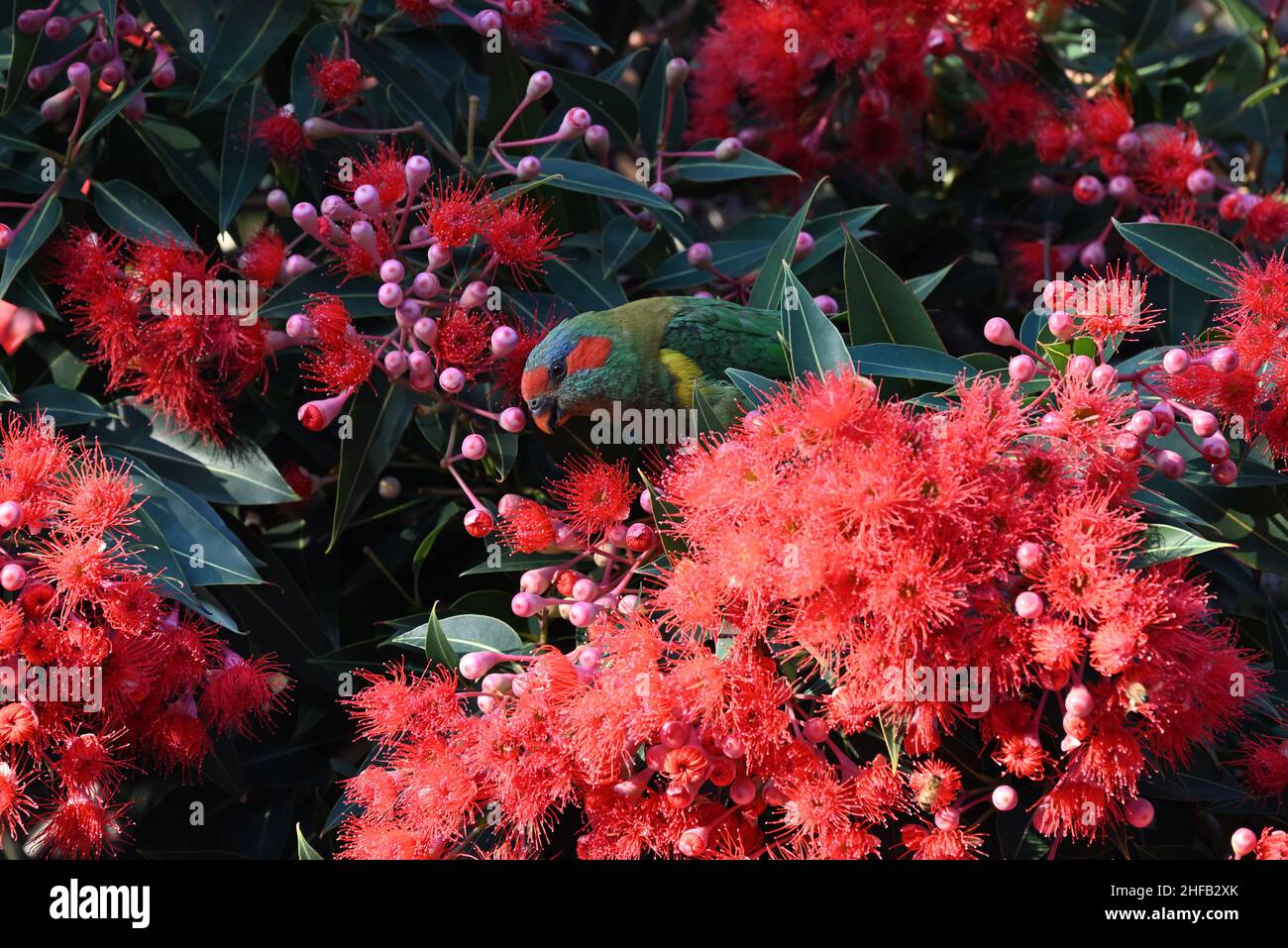 Musk lorikeet, its head tilted downwards, perched in a red flowering ...