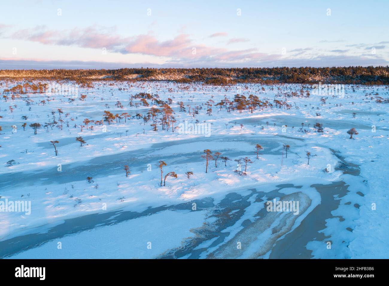 Wintry bog with frozen bog lakes and small pines during a beautiful ...