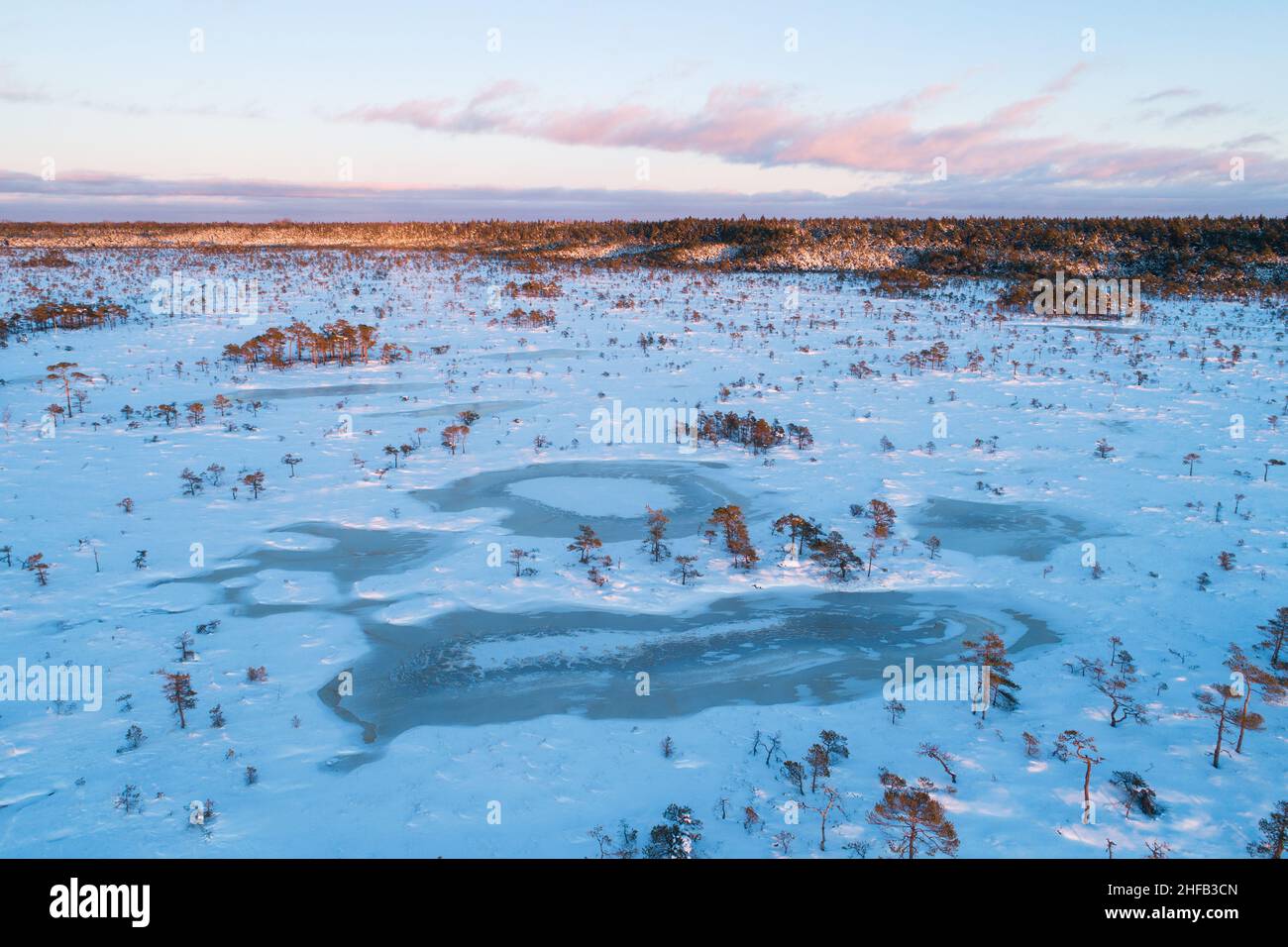 Wintry bog with frozen bog lakes and small pines during a beautiful ...