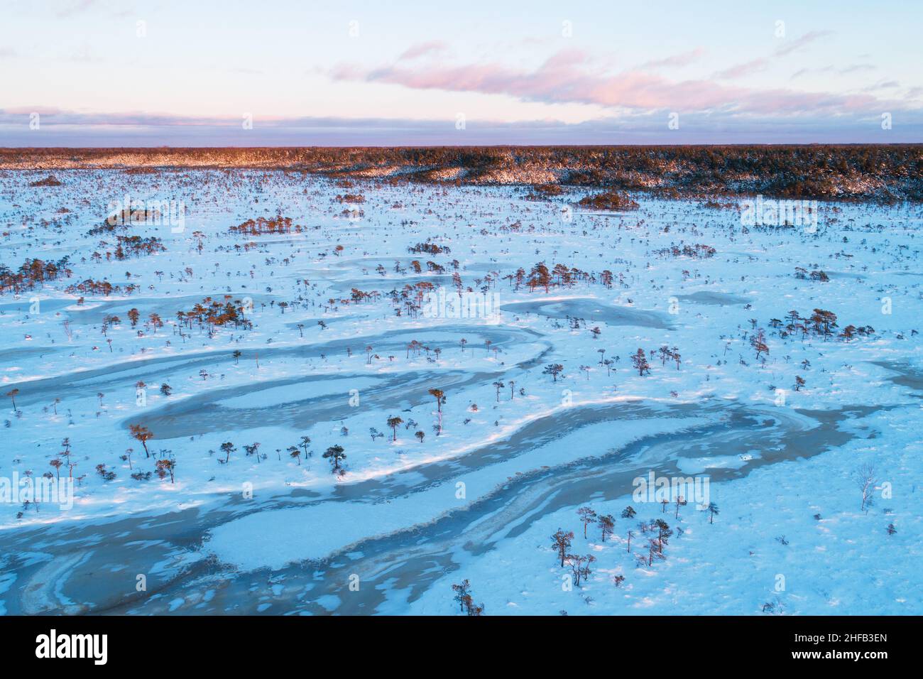 Wintry bog with frozen bog lakes and small pines during a beautiful ...