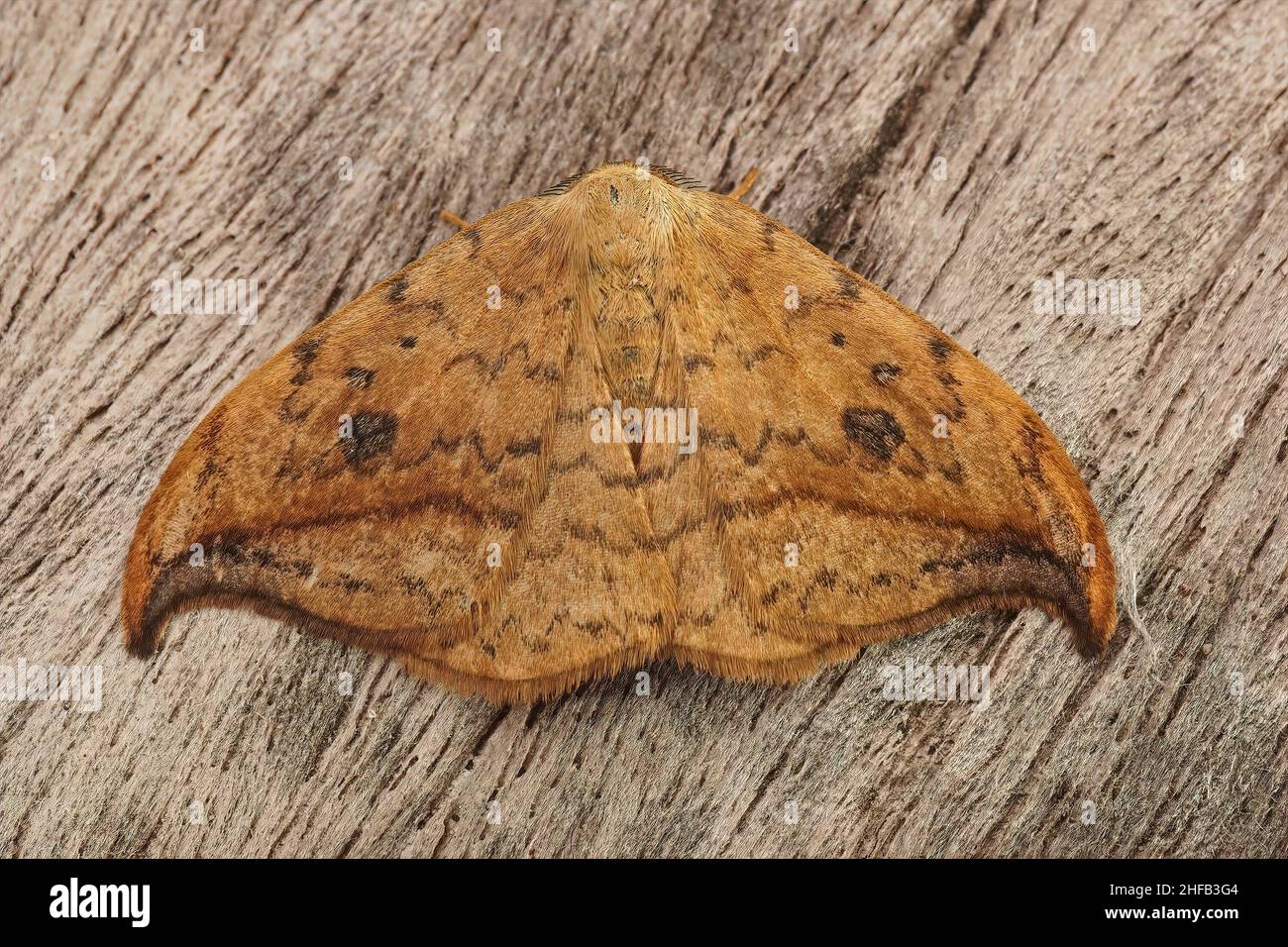 Closeup on the brown pebble hook-tip moth, Drepana falcataria sitting ...