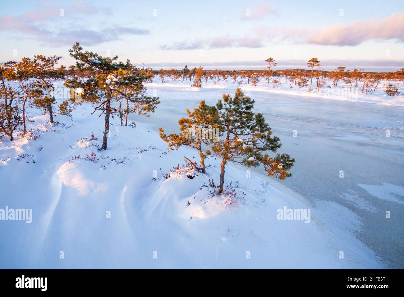 Small bog pines in a frozen and snow-covered bog during sunset in ...