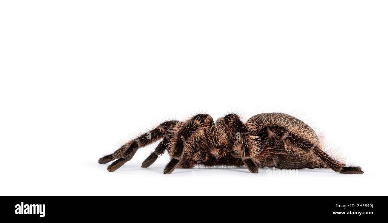 Side view of female adult Curly Hair Tarantula aka Tliltocatl ...
