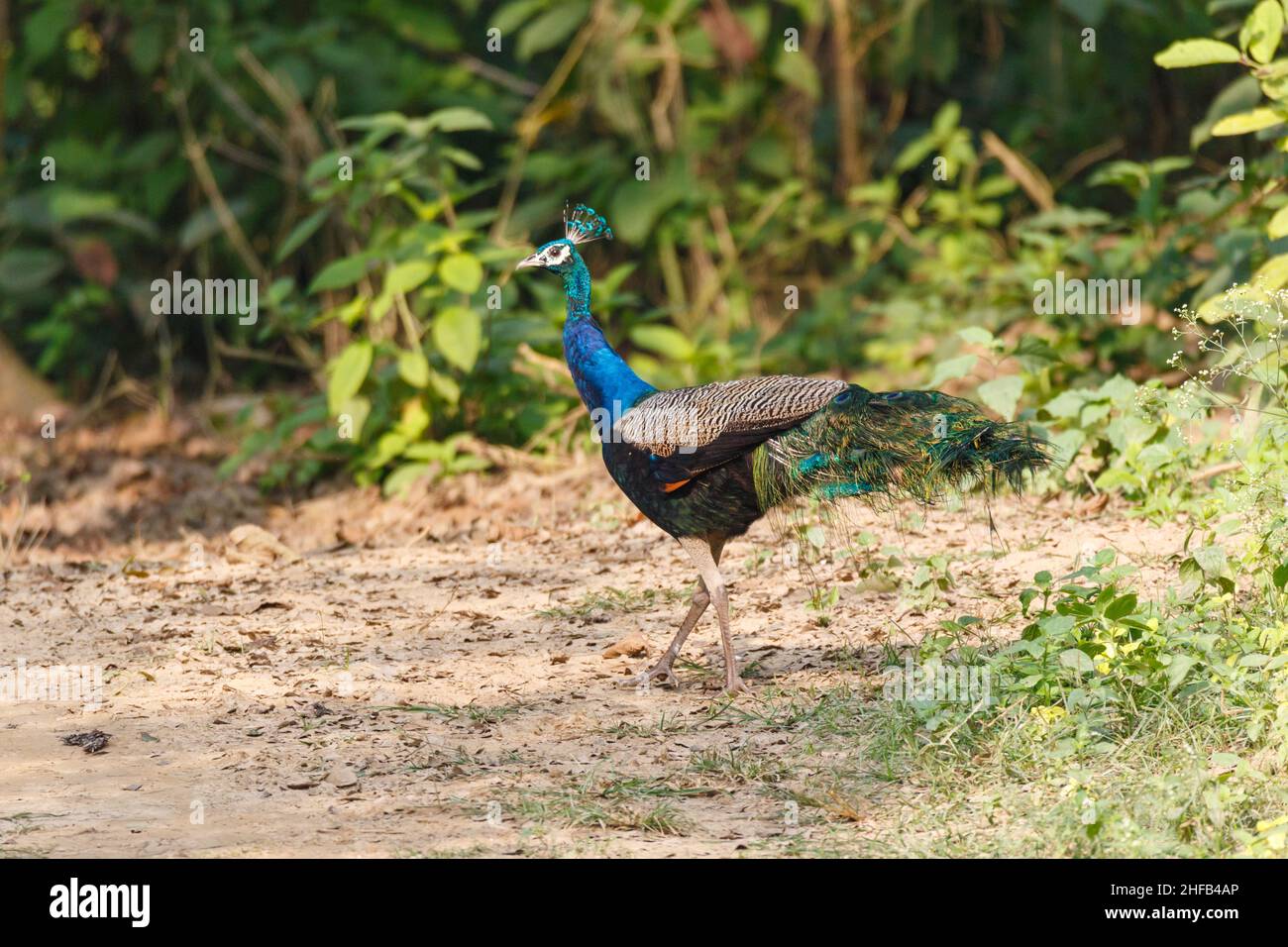Nepal national bird hi-res stock photography and images - Alamy