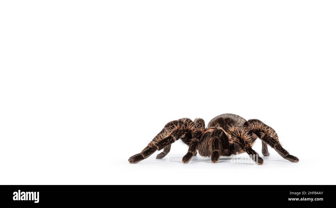 Side view of female adult Curly Hair Tarantula aka Tliltocatl ...