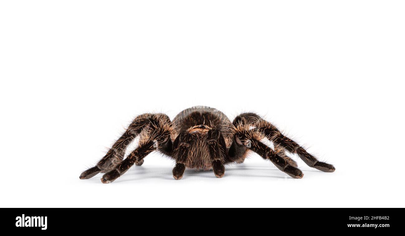 Front view of female adult Curly Hair Tarantula aka Tliltocatl ...