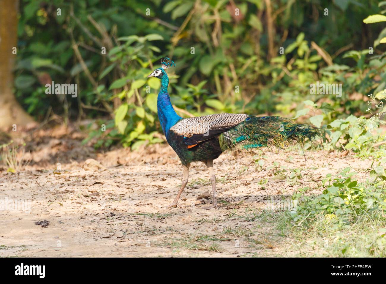 Nepal national bird hi-res stock photography and images - Alamy