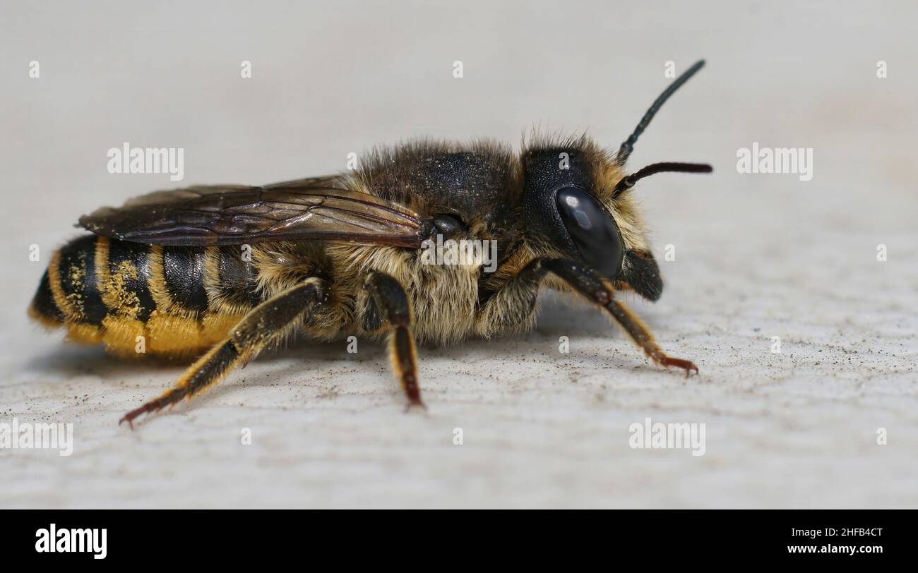 Closeup on an isolated female Banded mud bee,Chalicodoma ericetorum ...