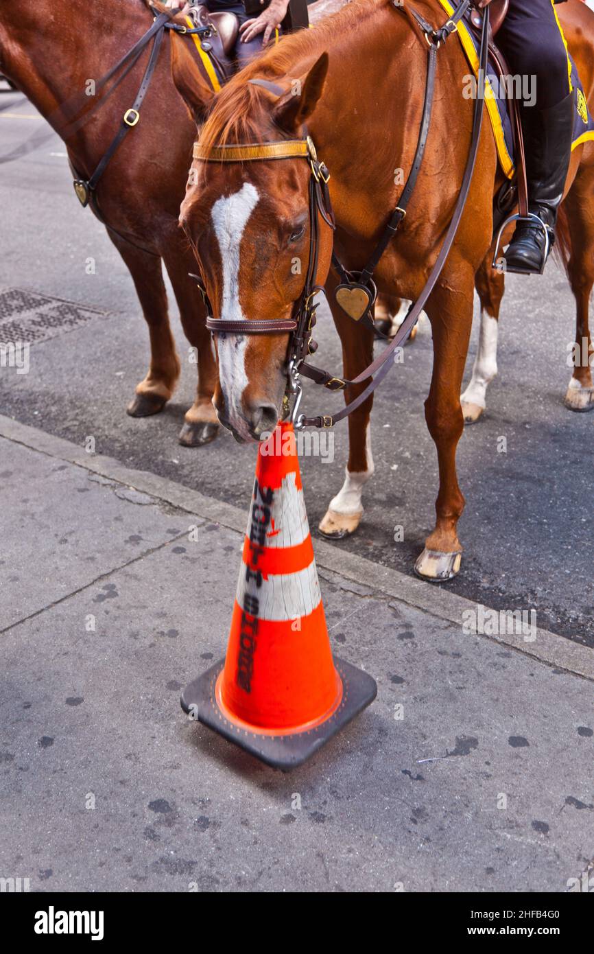 detail of a horse of riding police downtown in New York biting a pylon ...
