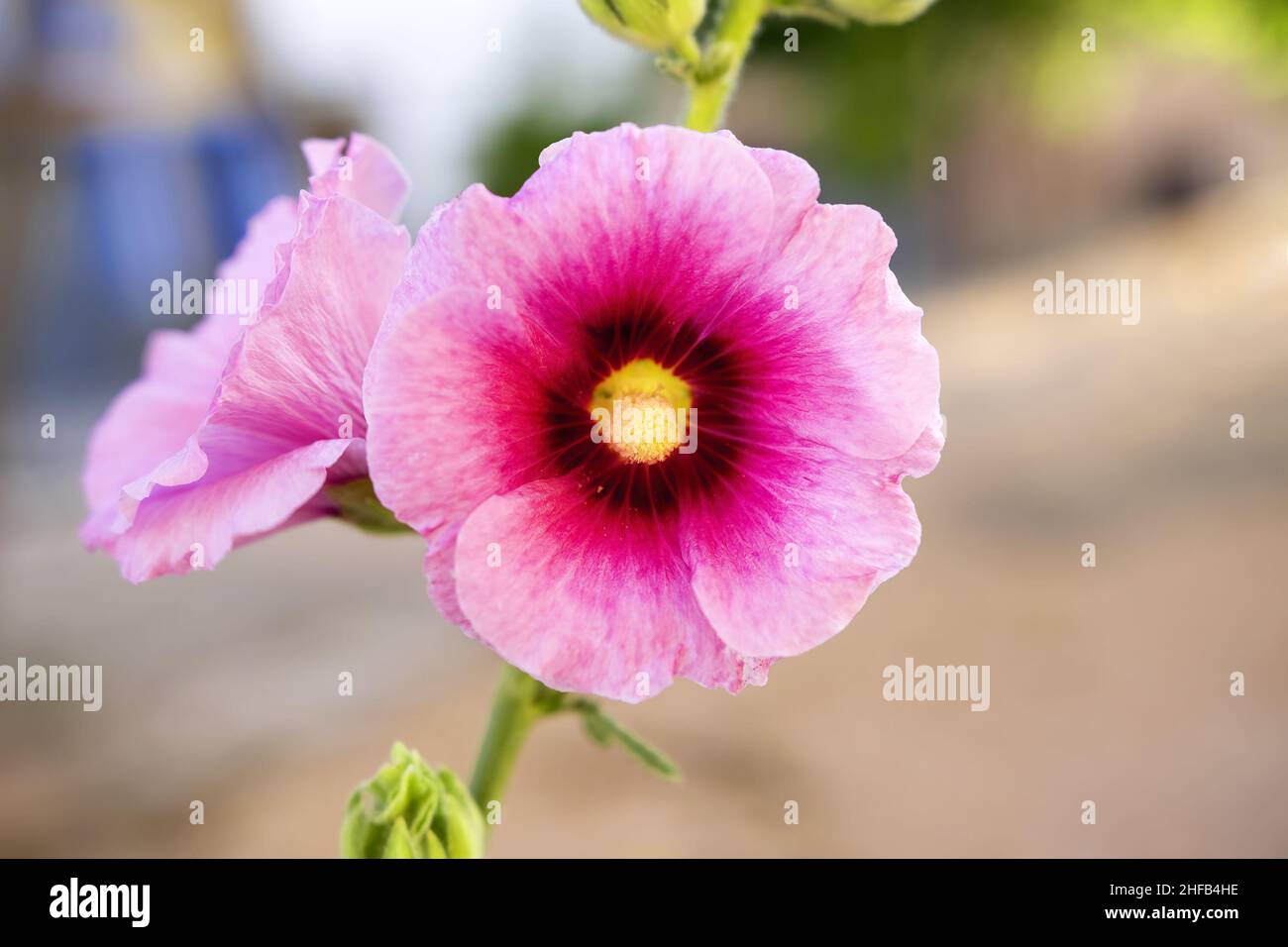 Mediterranean shrub mallow hi-res stock photography and images - Alamy