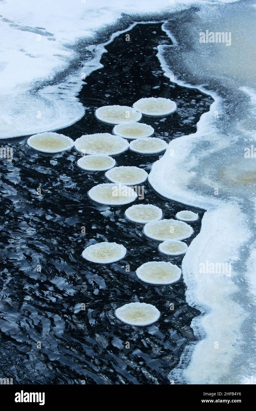 Several ice plates floating in river water during a cold winter day in ...
