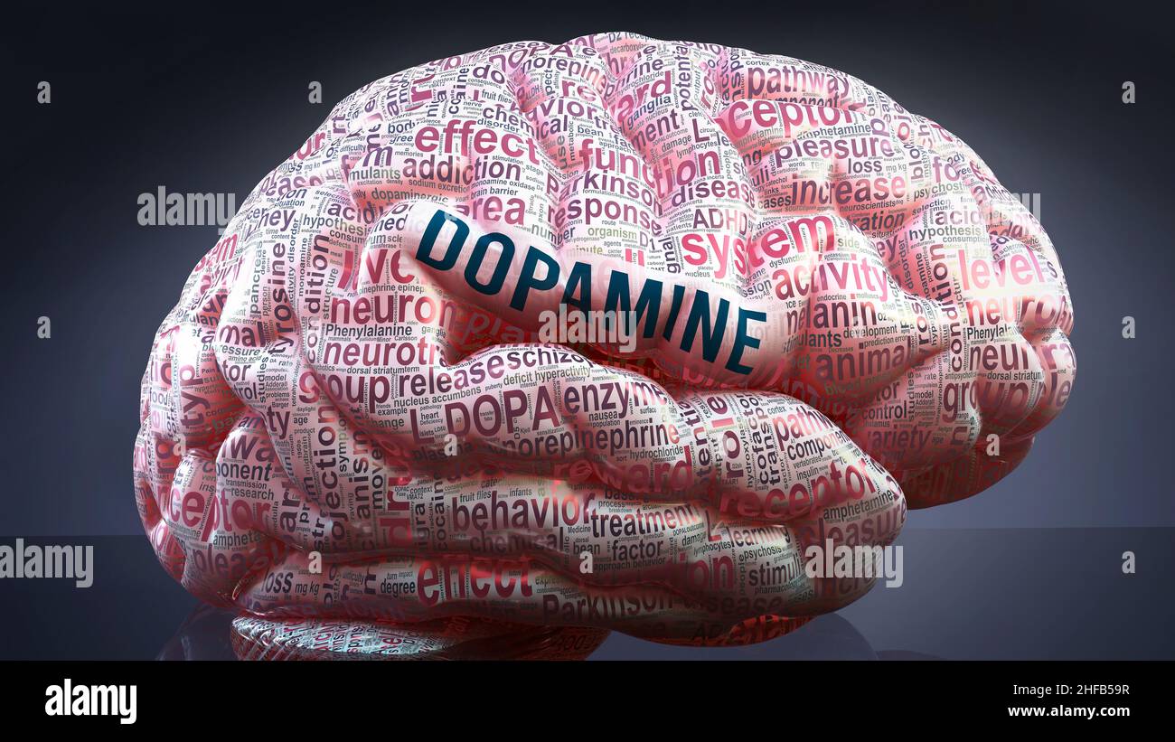 Dopamine in human brain hi-res stock photography and images - Alamy