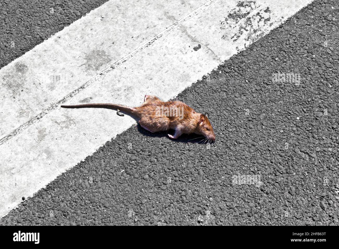 dead rat on the street Stock Photo - Alamy