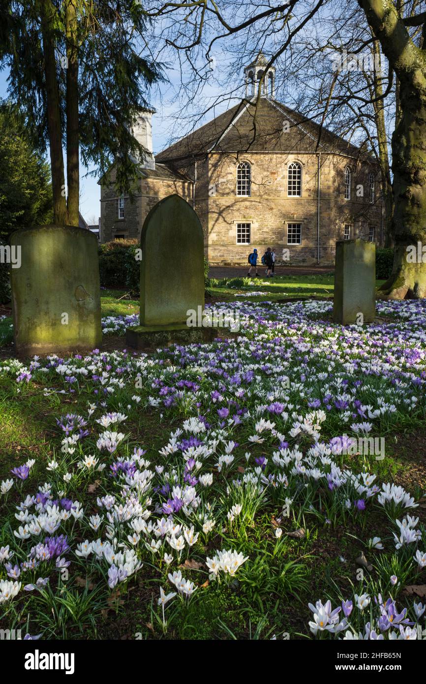 Crocuses in the curchyard of Kelso Old Parish Churh blooming in mid ...