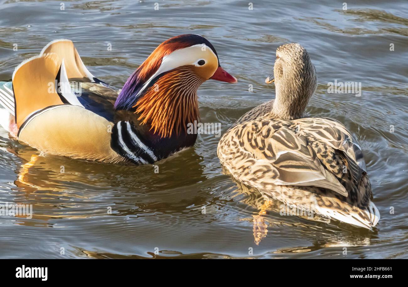 Mismatch animal hi-res stock photography and images - Alamy