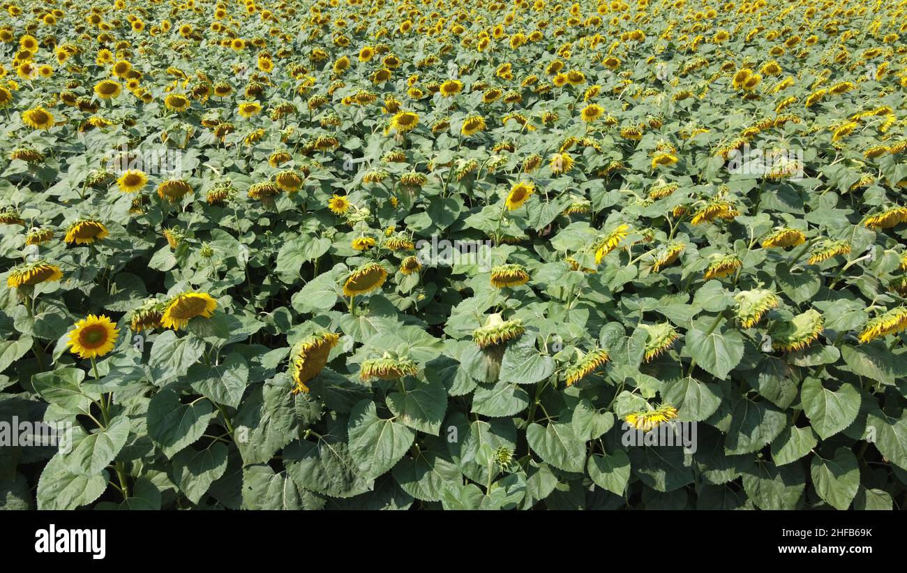 Sunflower field, top view. Sunflower plants bloom in a farmer's field ...
