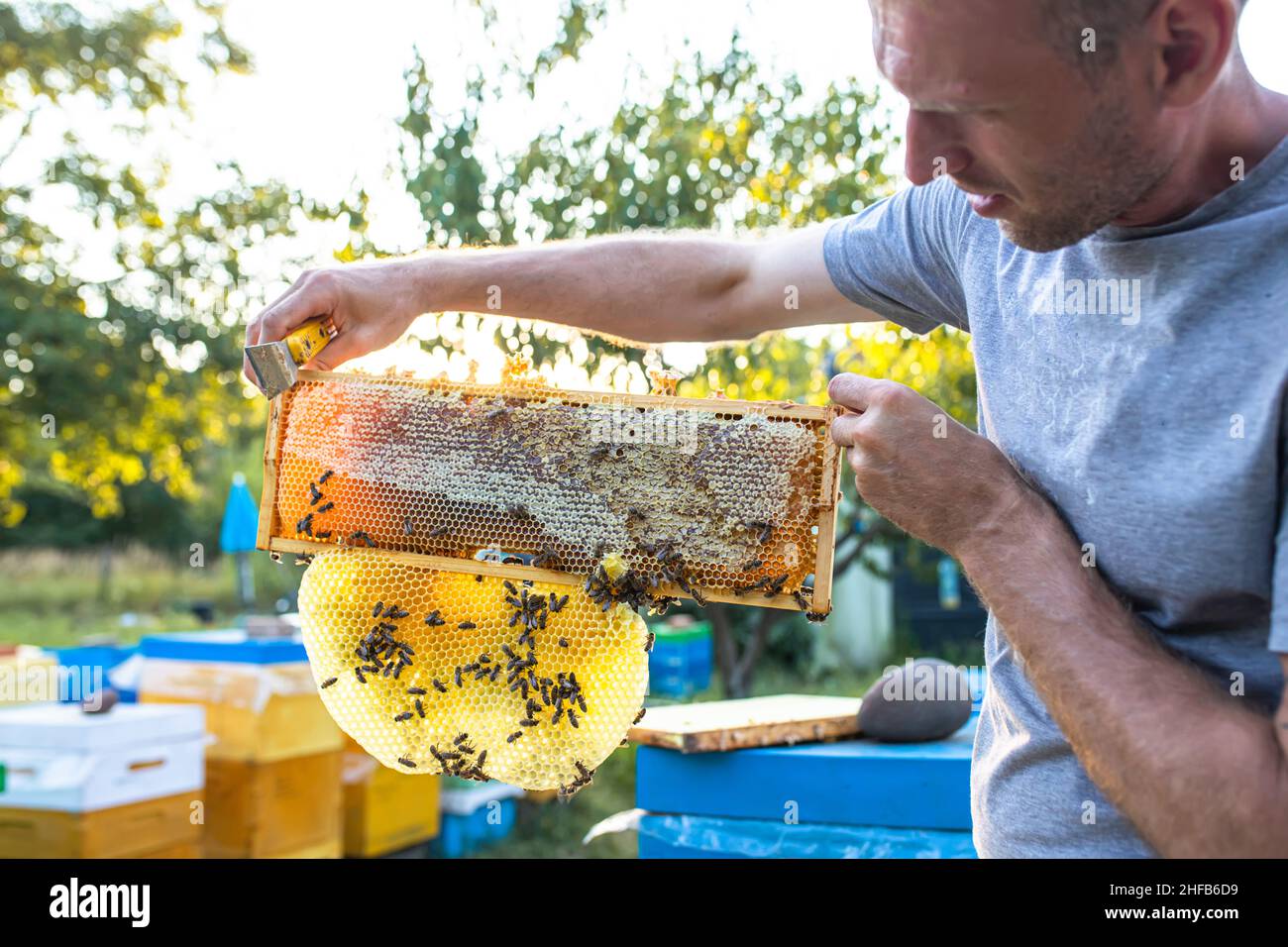Open hive with bees drew nice straight comb on this foundation-less ...