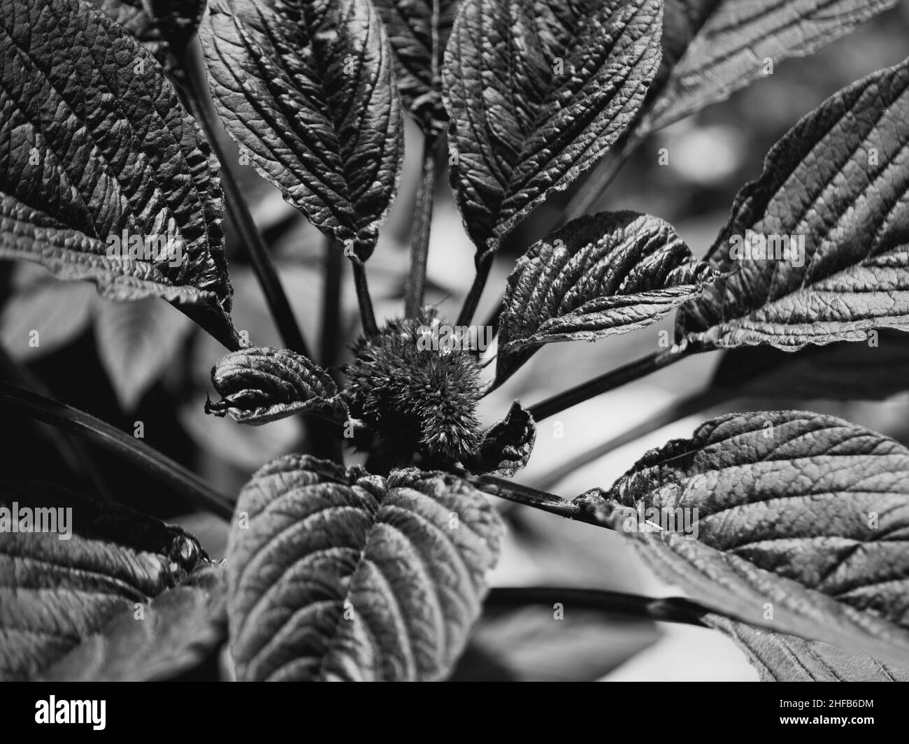 Amaranthus plant Black and White Stock Photos & Images - Alamy