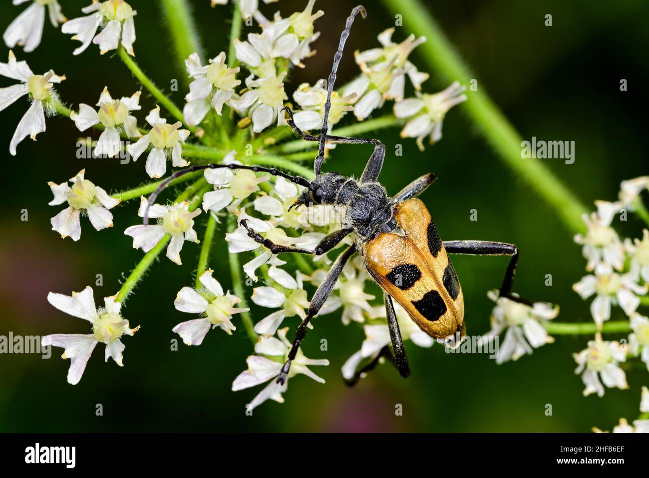 Long horned beetle hi-res stock photography and images - Alamy