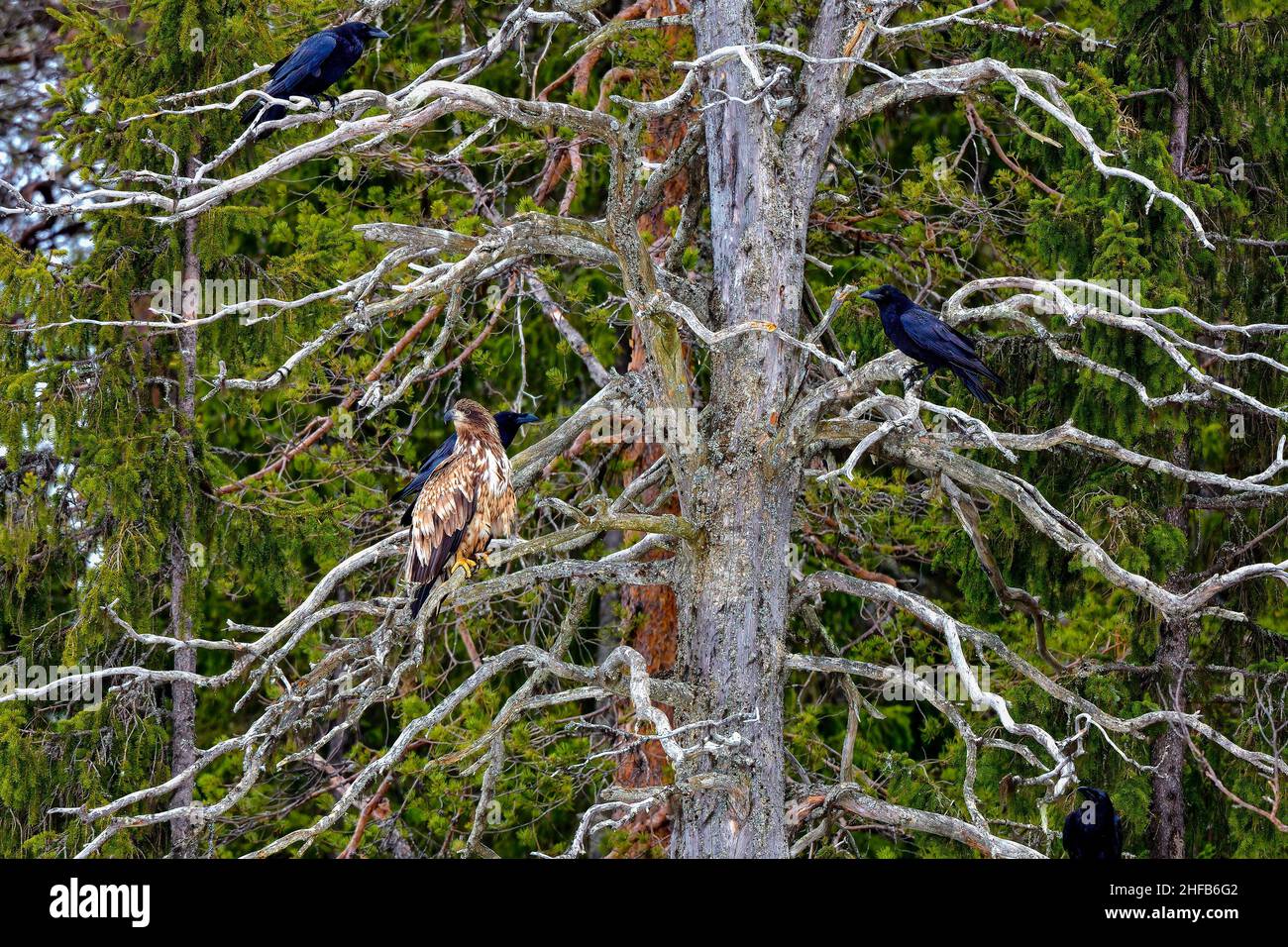 Raven and eagle hi-res stock photography and images - Alamy