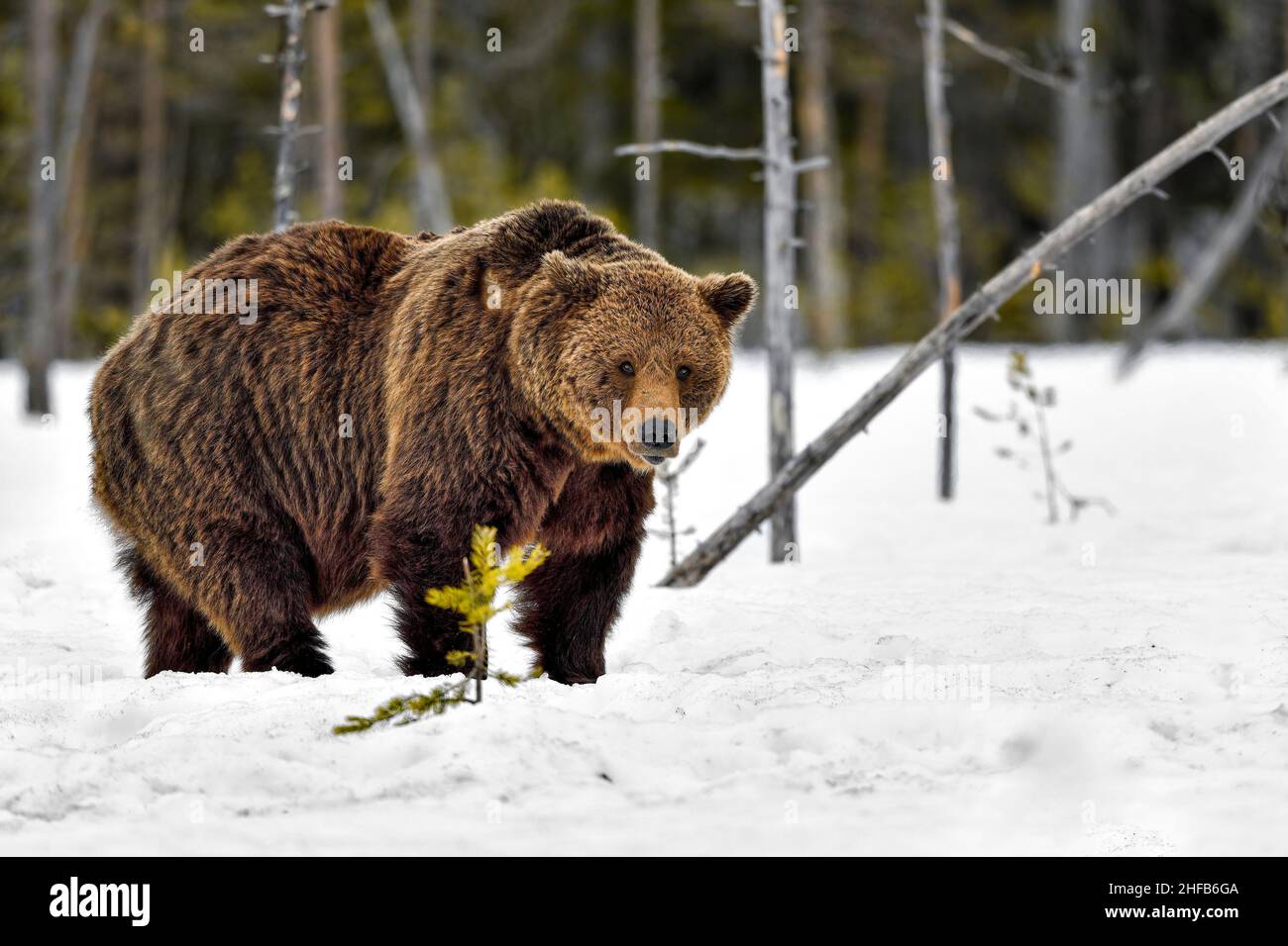 Eurasian bear hi-res stock photography and images - Alamy