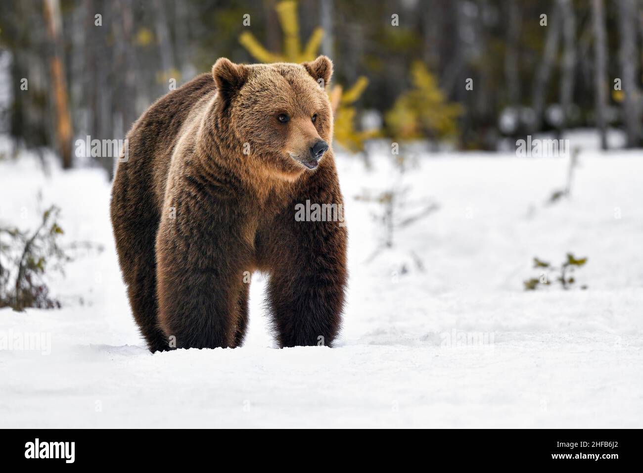 Bear on spring snow Stock Photo - Alamy