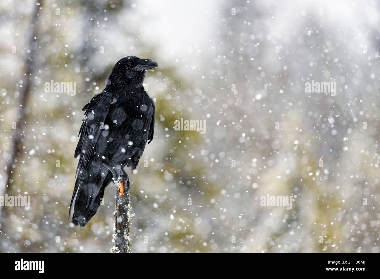 Raven snow hi-res stock photography and images - Alamy