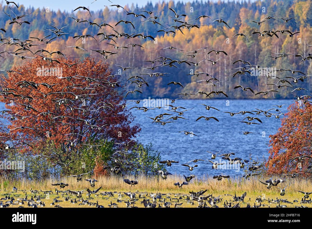 Thousands of Barnacle goose are gathering to soon begin migration Stock ...