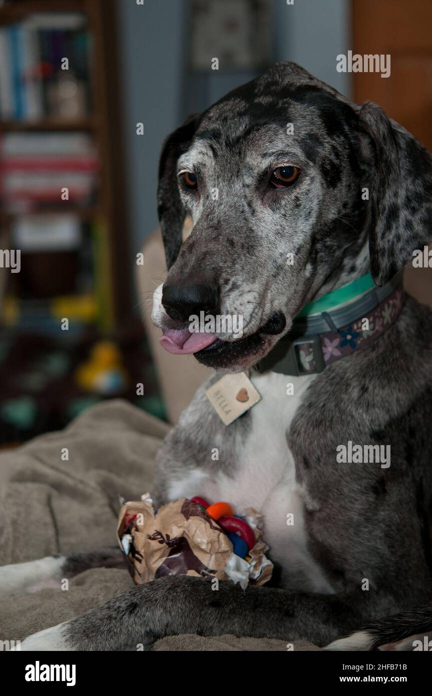 Opening presents dog hi-res stock photography and images - Alamy
