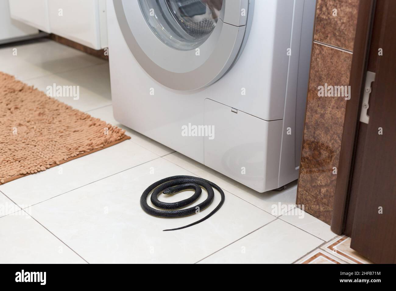 A black venomous snake near washing machine in bathroom in Southeast ...