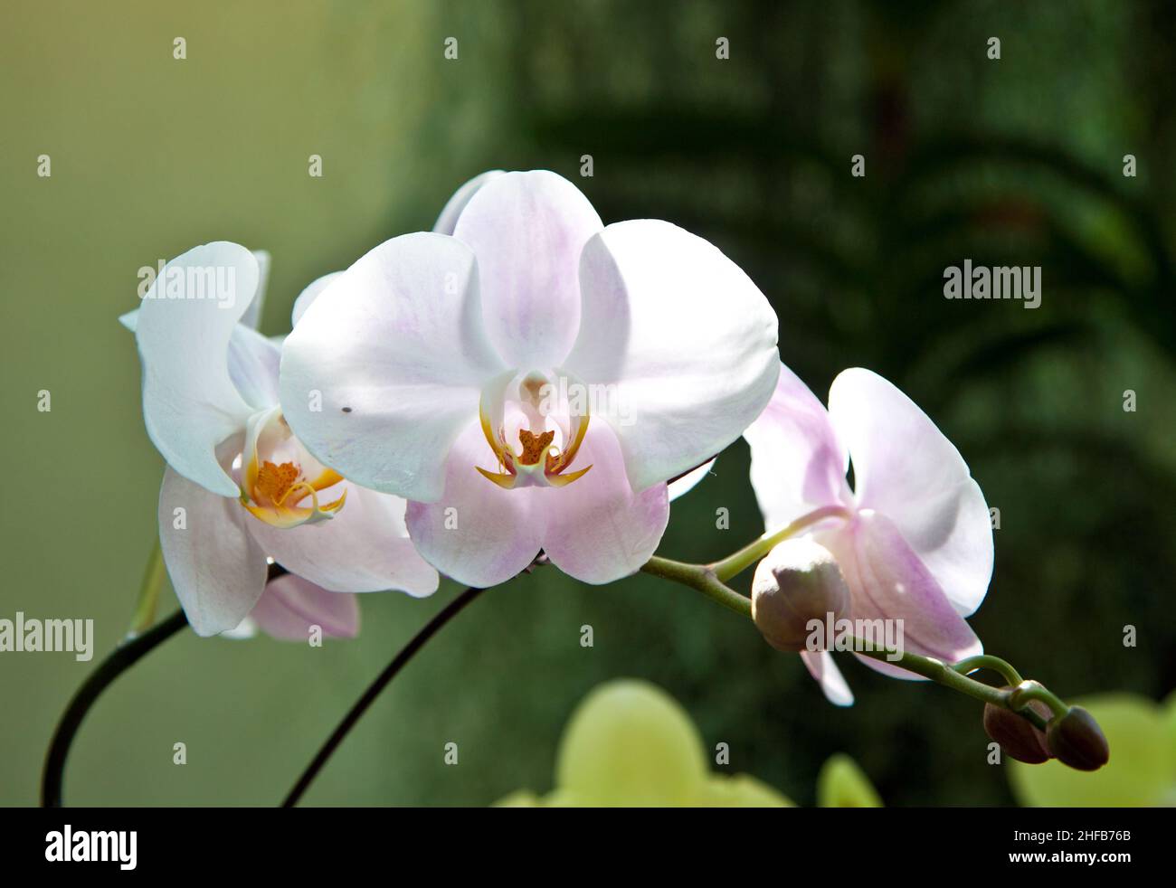 orchids in the botanical garden in Washington Stock Photo - Alamy