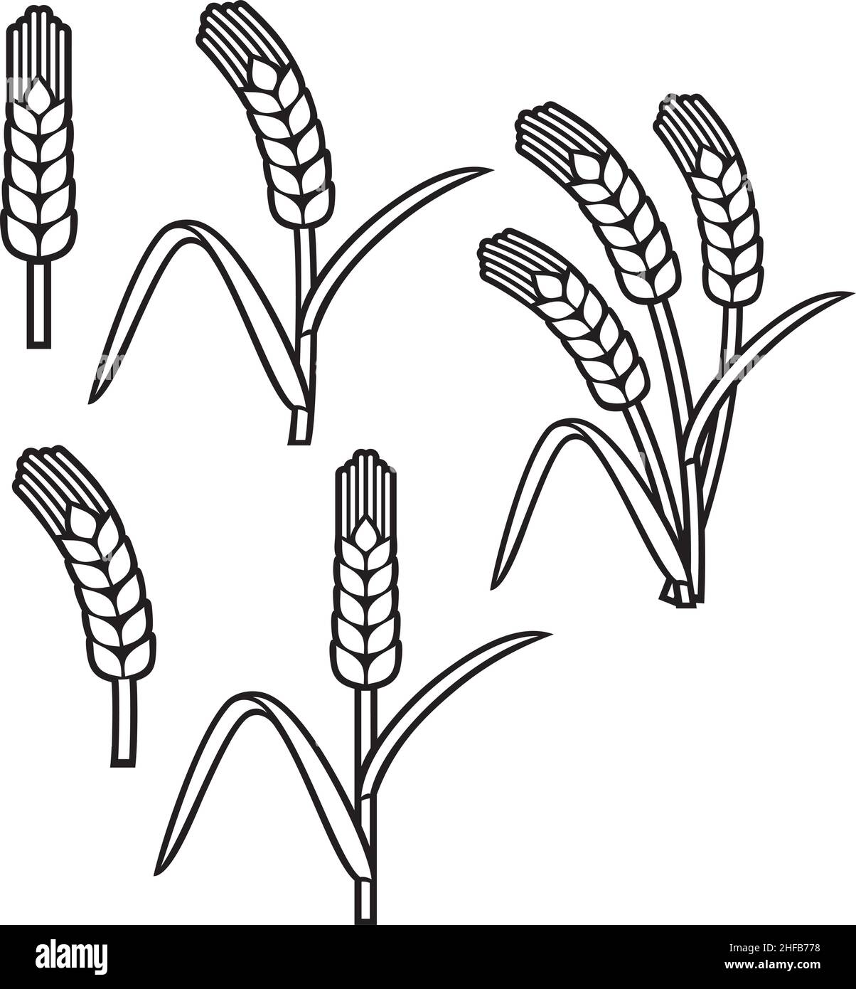 Sheaf wheat vector Black and White Stock Photos & Images - Alamy