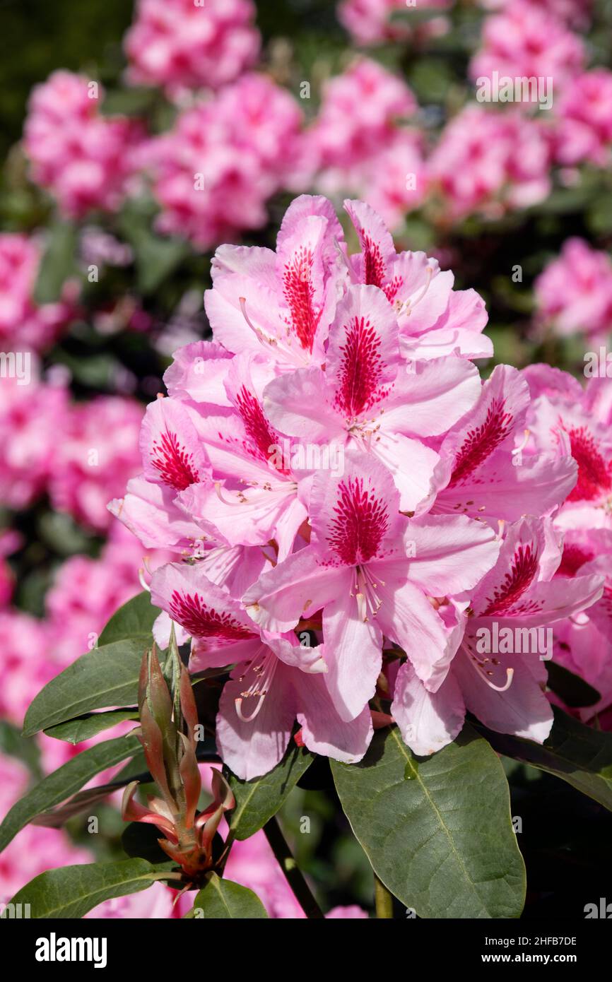 Pink and white blossom panicle hydrangea flower, also known as peegee ...