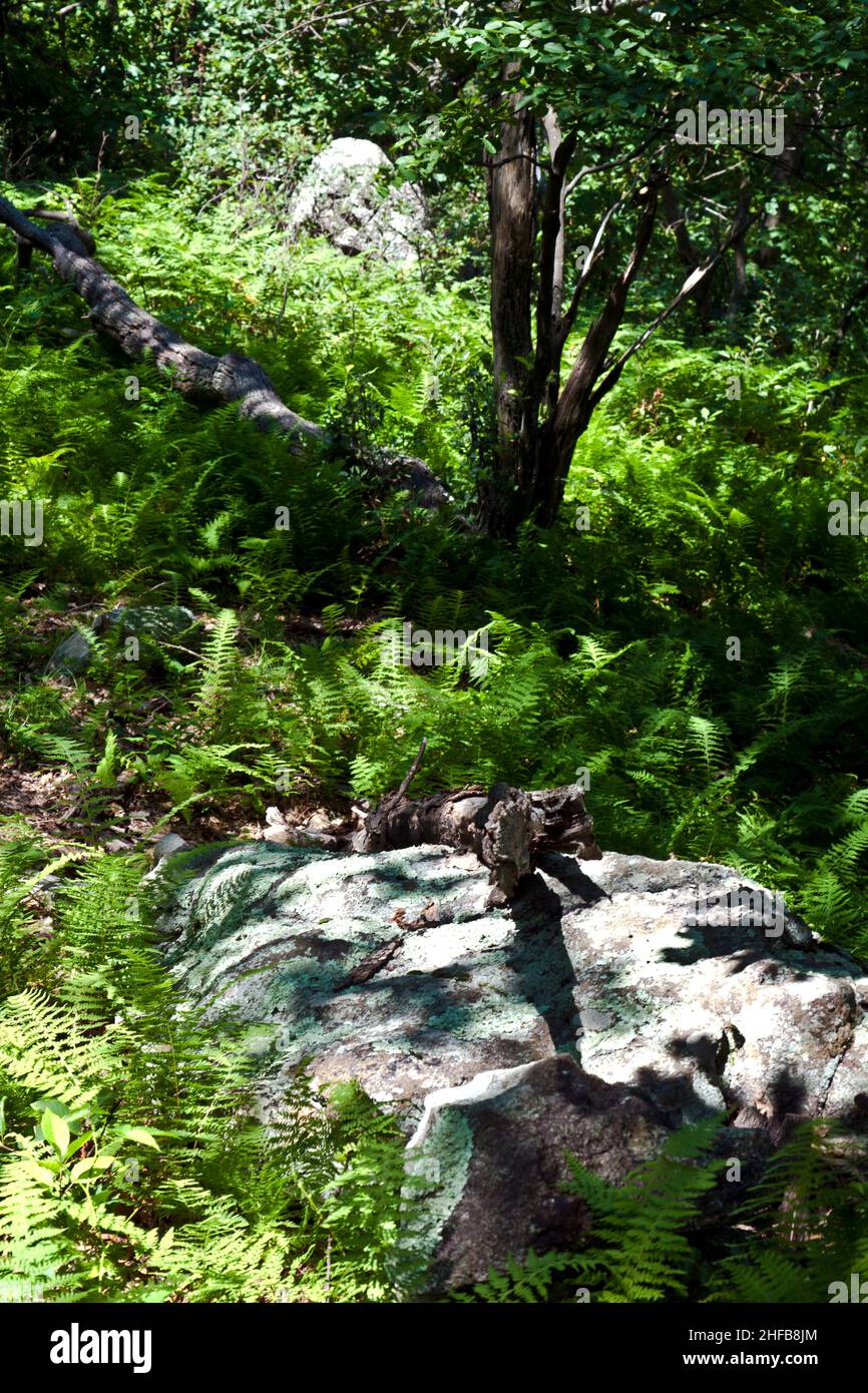 small path in dense forest in the popular Blue Ridge Mountains in ...