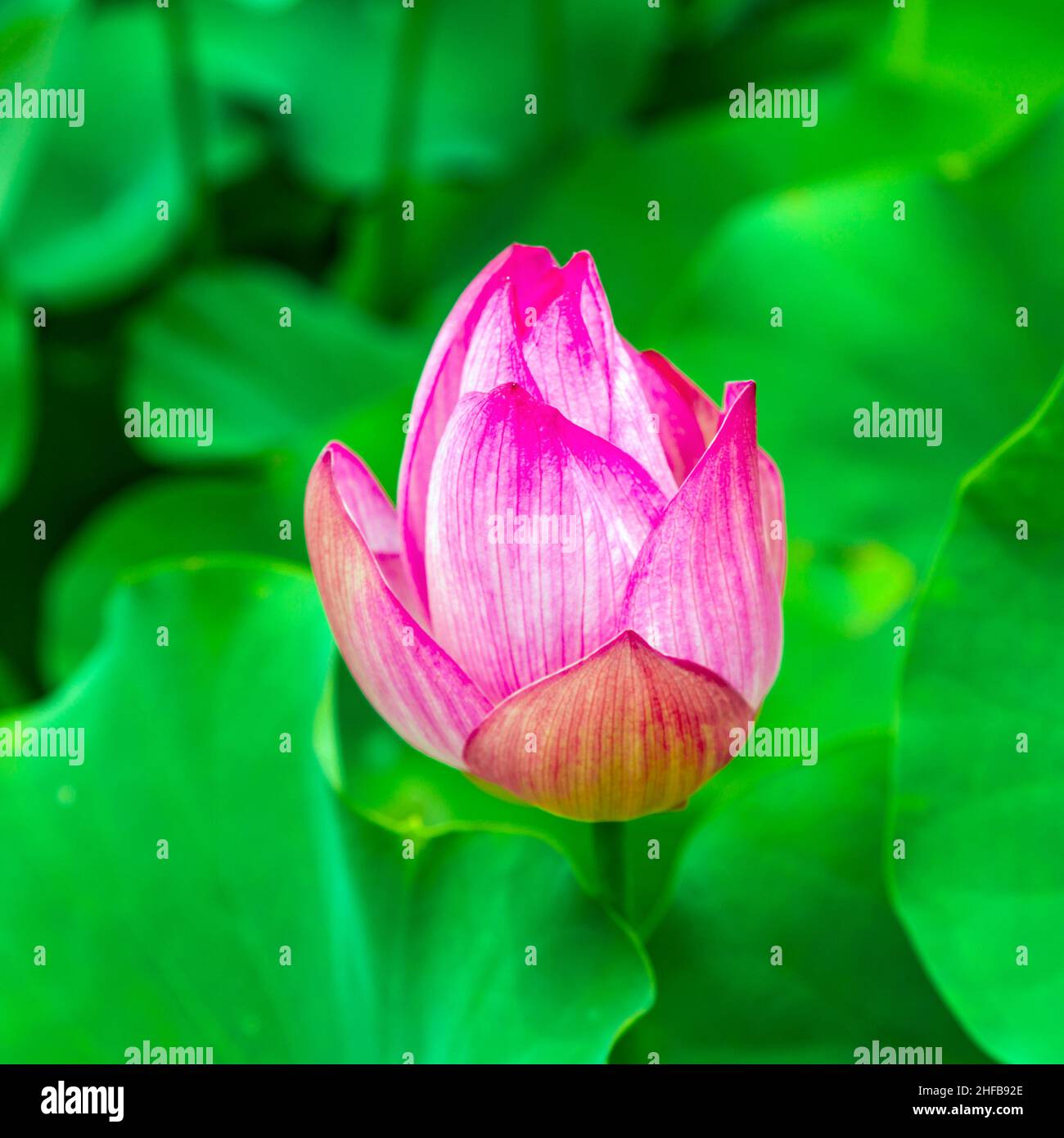beautiful lotus flower in the garden Stock Photo - Alamy