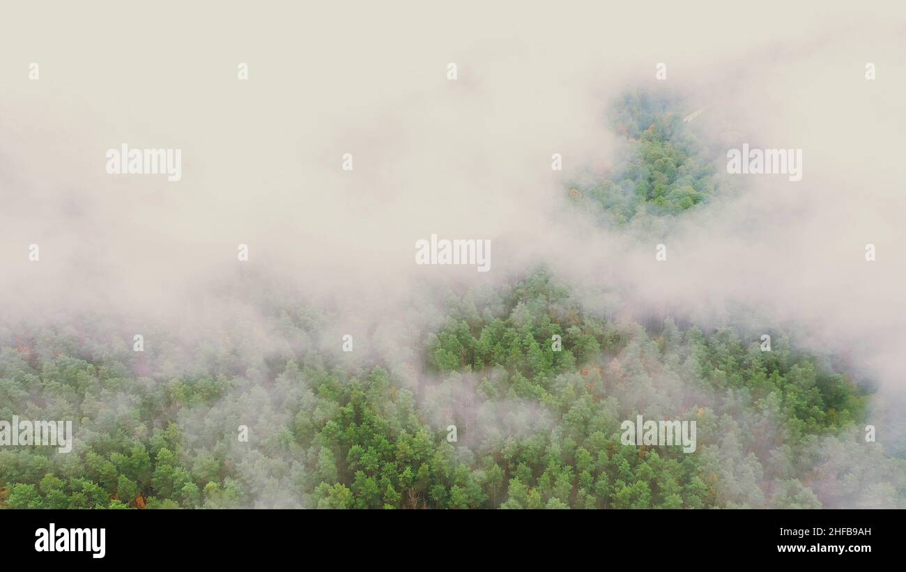 Lower Clouds Moving Above Autumn Pine Forest. Aerial View 4K Flight ...