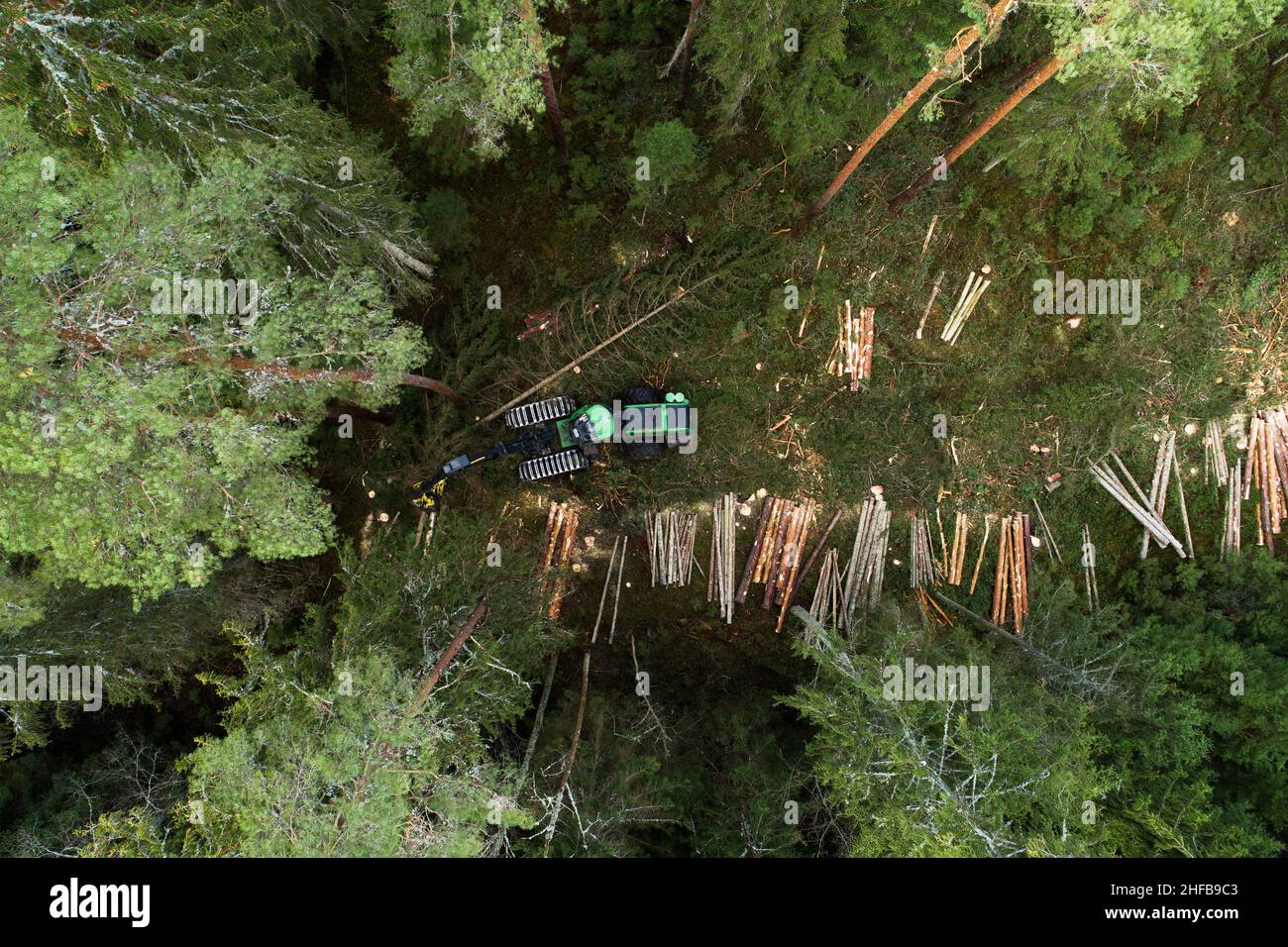 Aerial of a green wood harvester cutting down a Spruce tree in Estonian ...