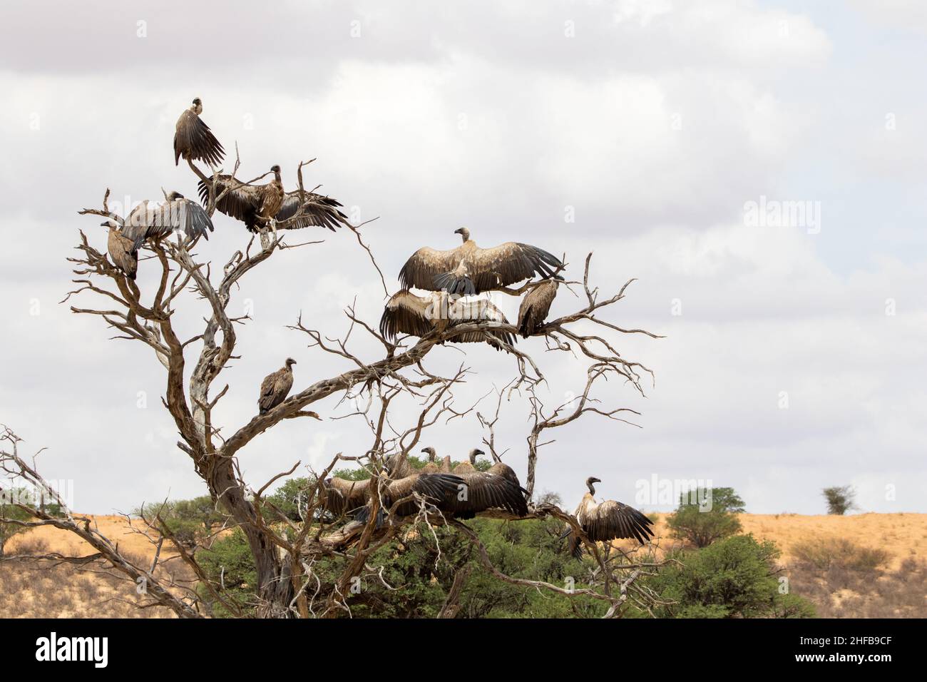 White-backed Vultures in a tree in the Kgalagadi Stock Photo - Alamy
